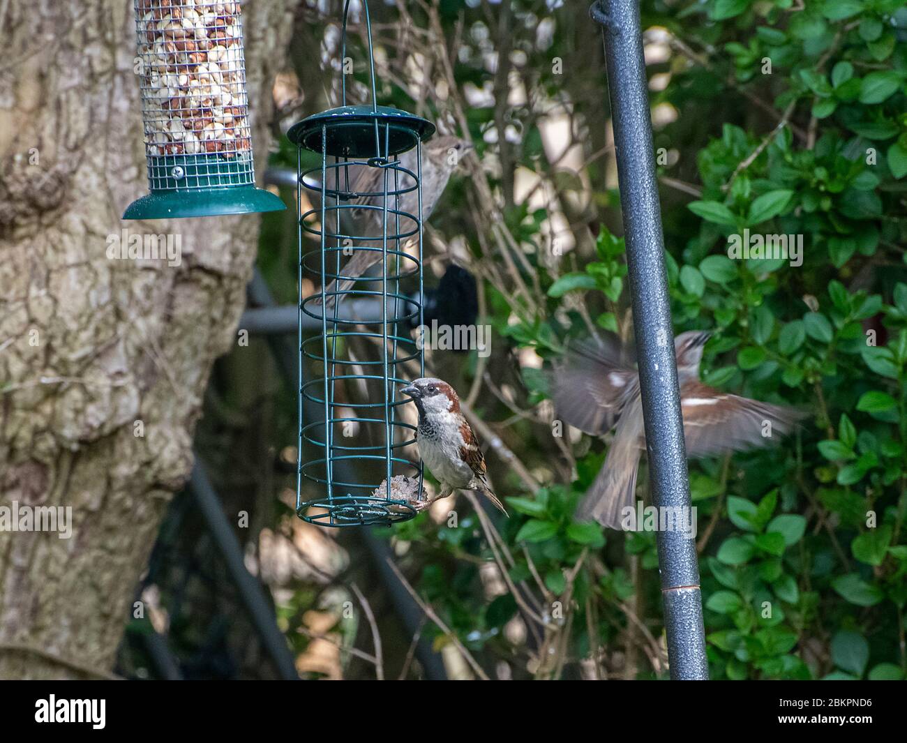 Scottish Garden Birds in April Stock Photo - Alamy