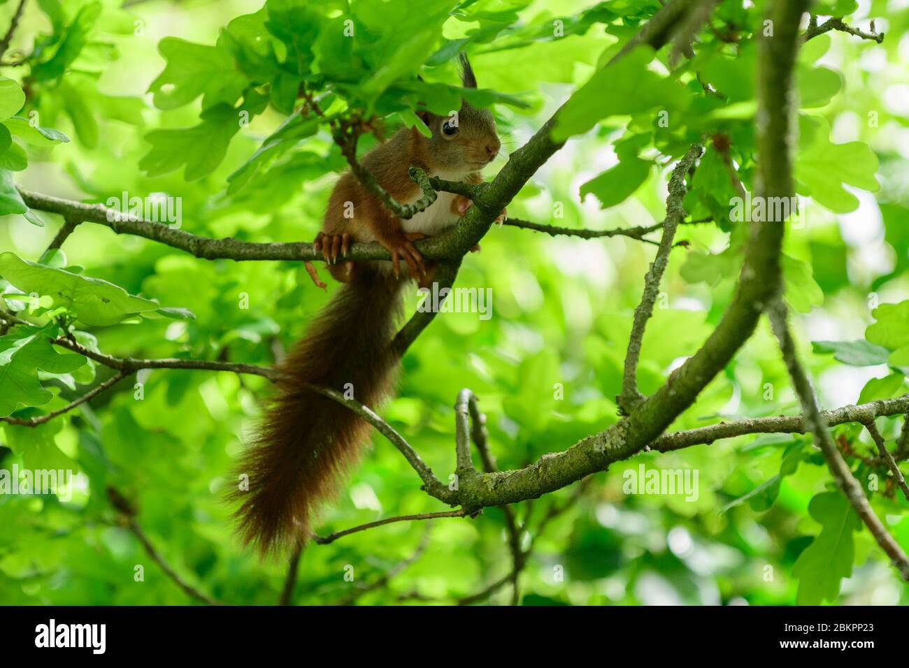 Baby red squirrel in an oak tree on one of its first days out of the ...