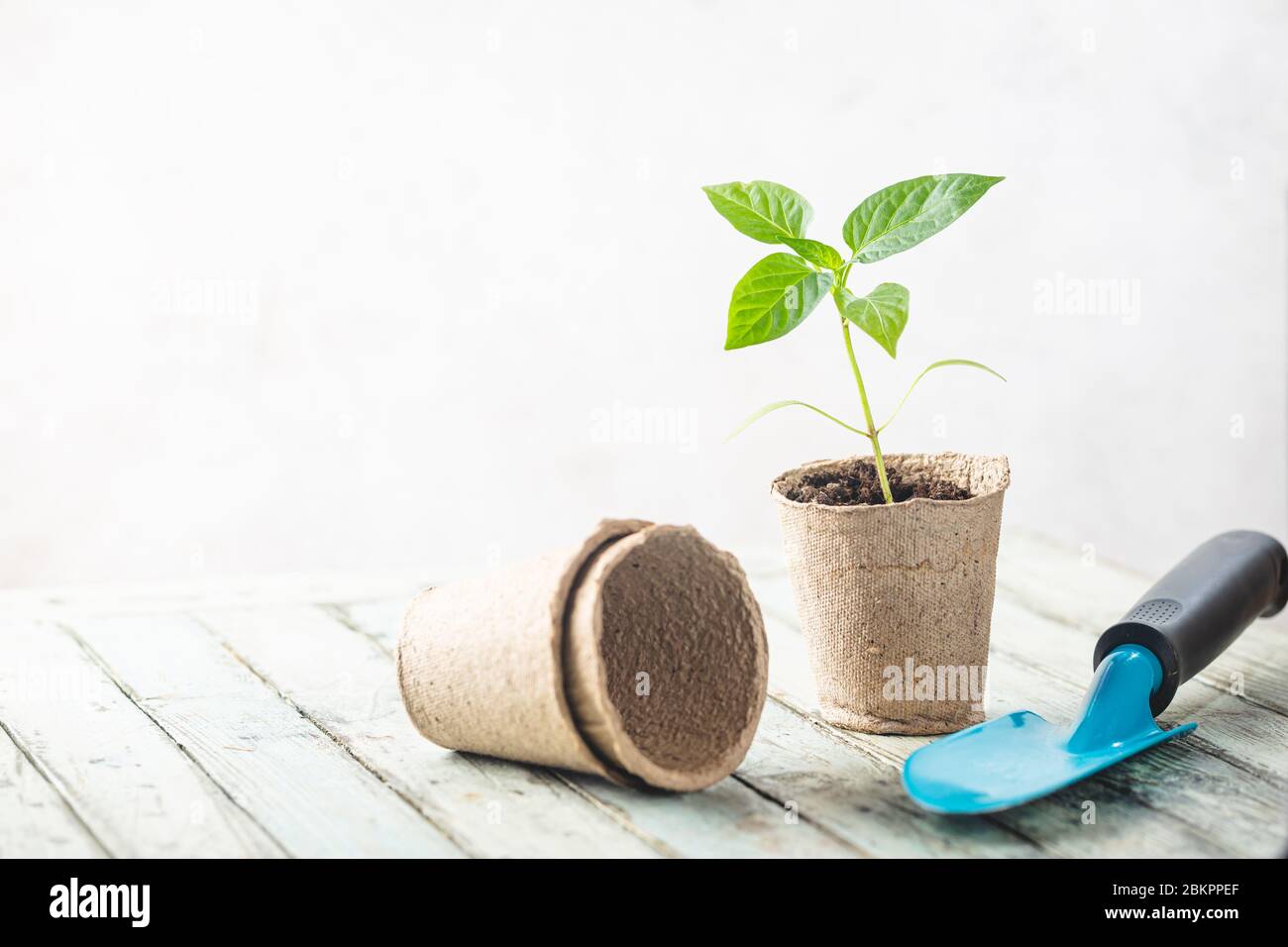Seedlings in organic pots at home. concept of gardening Stock Photo - Alamy