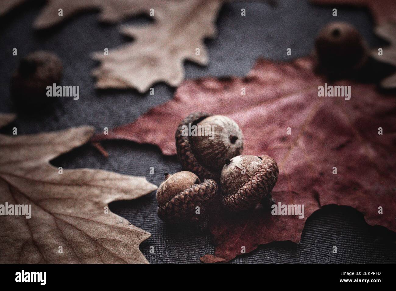 Still life with acorns hi-res stock photography and images - Alamy
