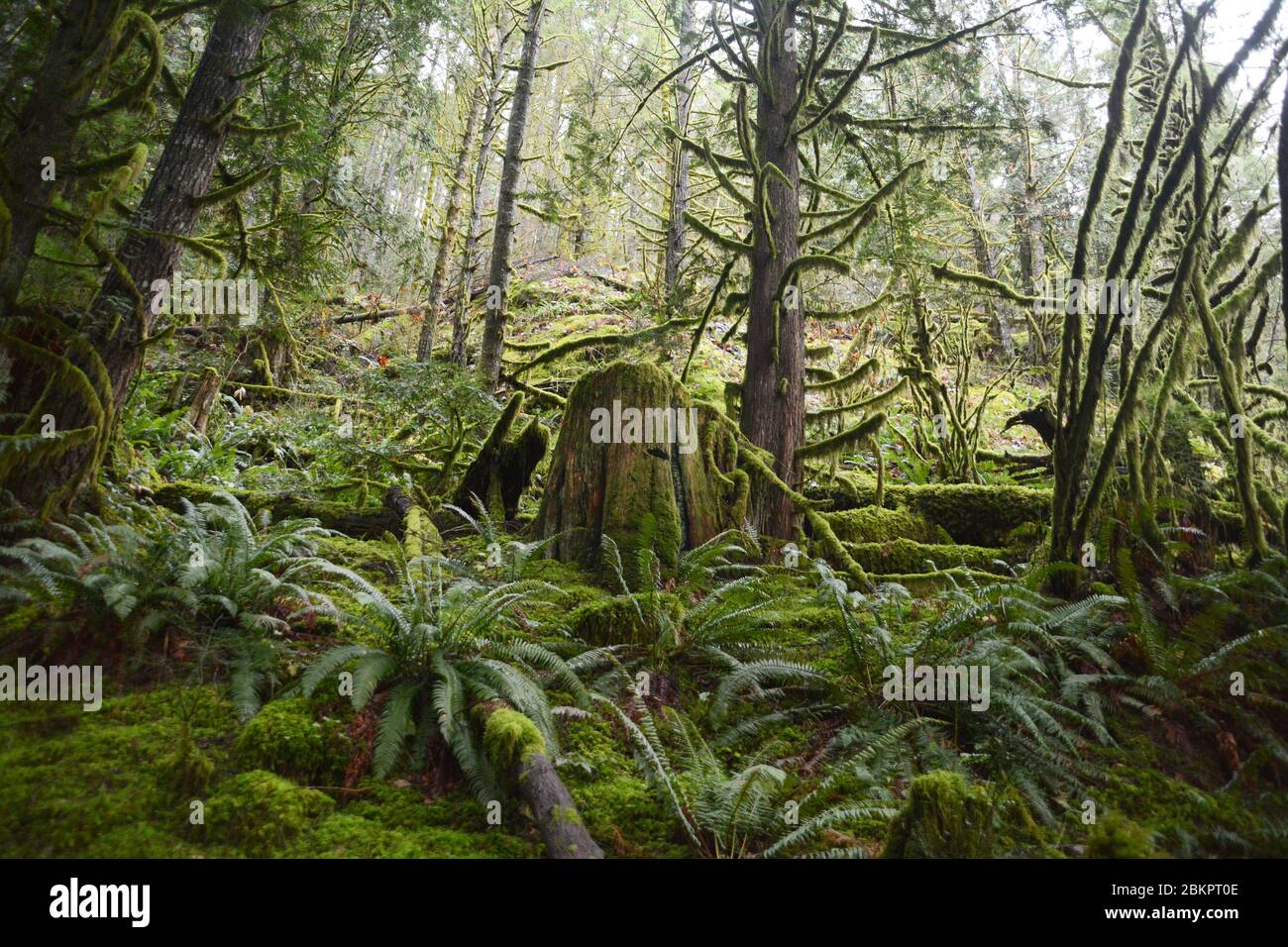 A large western red cedar tree stump, logged decades ago in the ...