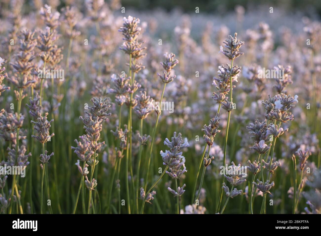Lavender pink hi-res stock photography and images - Alamy