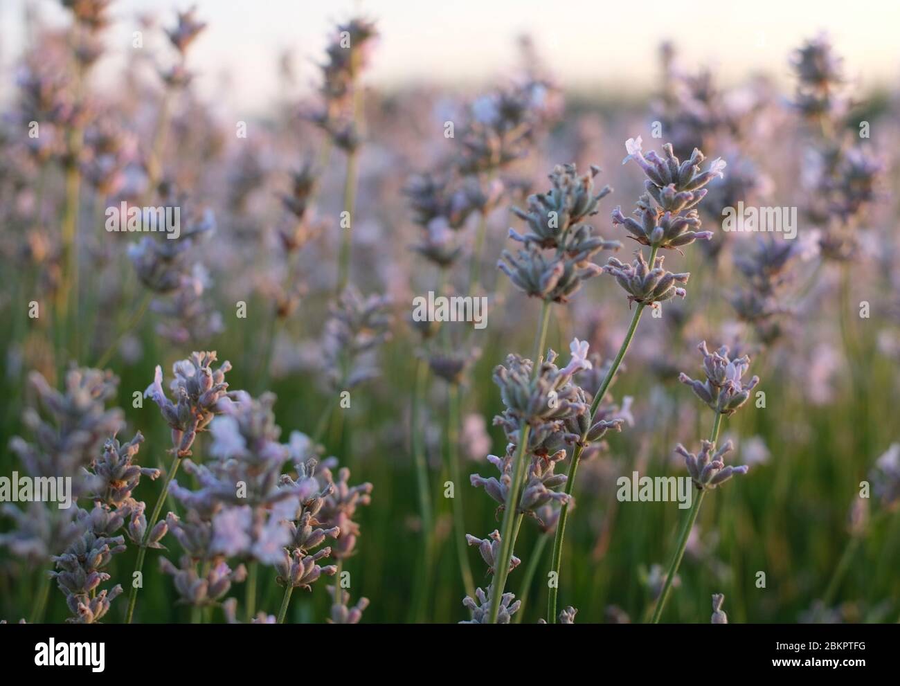 Lavender pink hi-res stock photography and images - Alamy