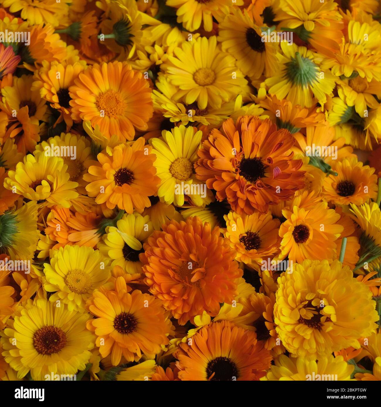 Marigold edible flowers hi-res stock photography and images - Alamy