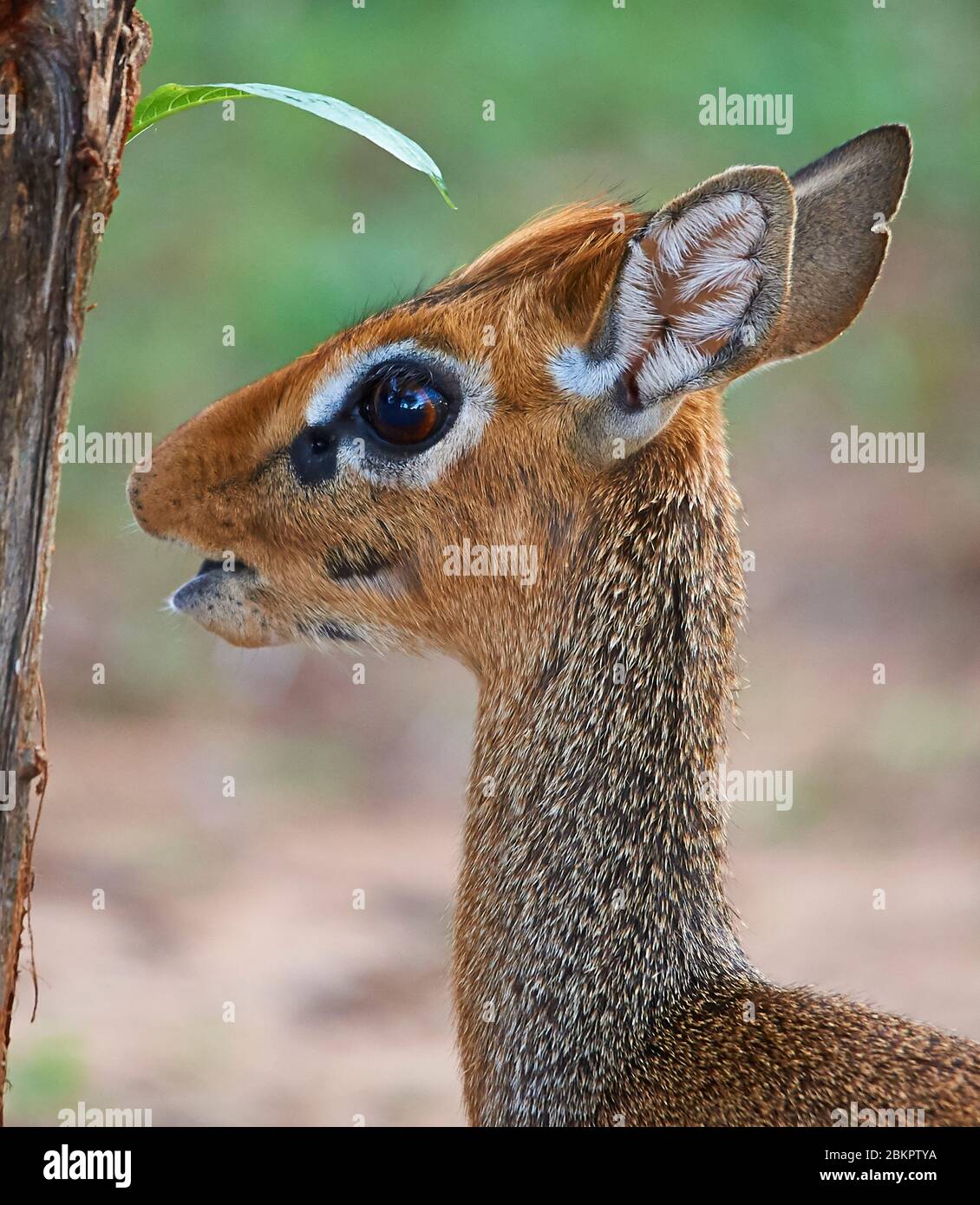 A portrait of a female Dik-dik antelope Stock Photo - Alamy