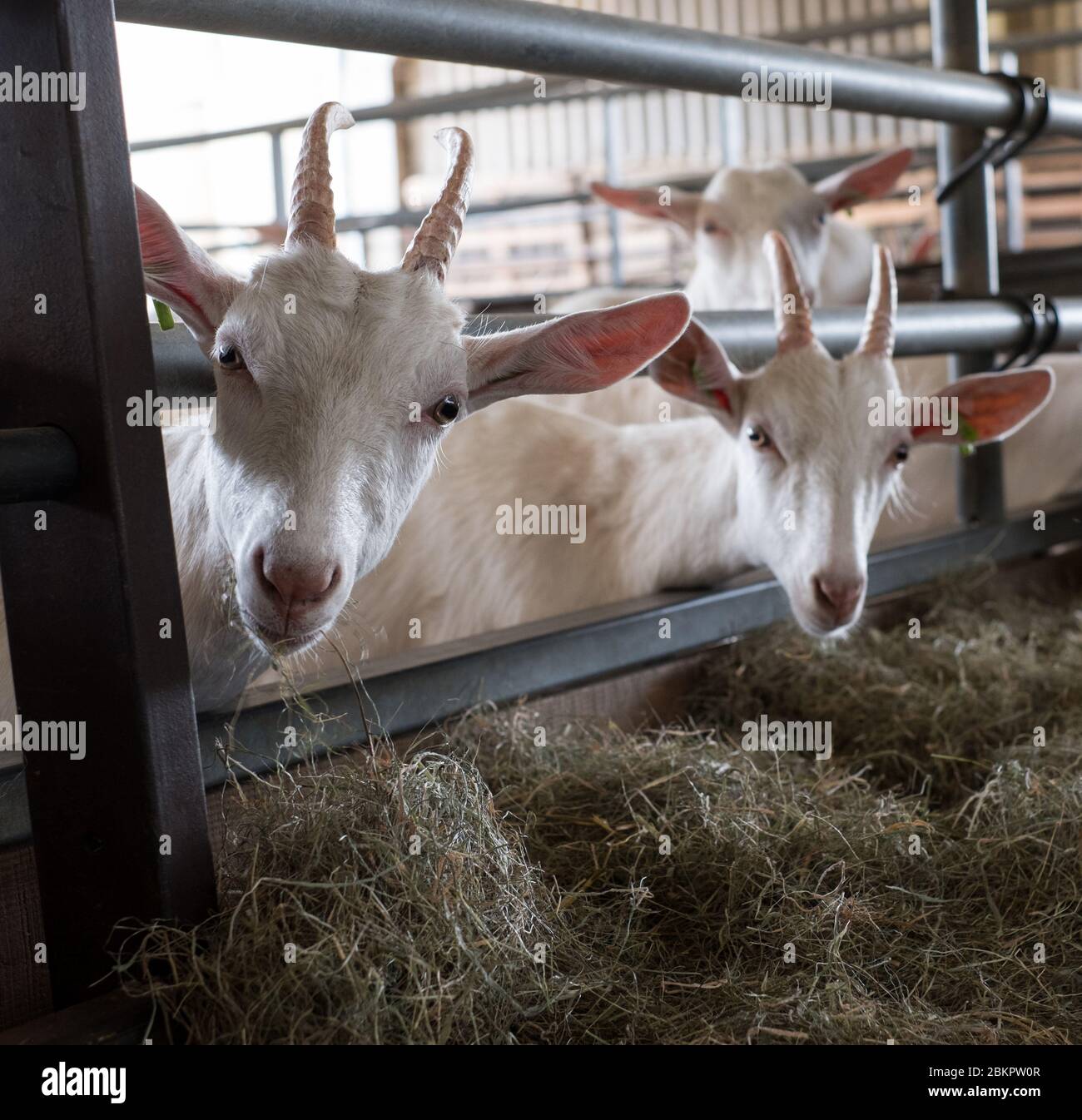 Sussex goat farm hi-res stock photography and images - Alamy