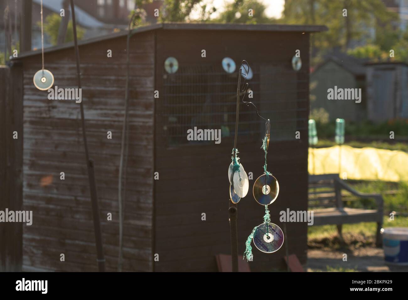 Old CDs used to scare away birds in allotments in west London. Photo ...