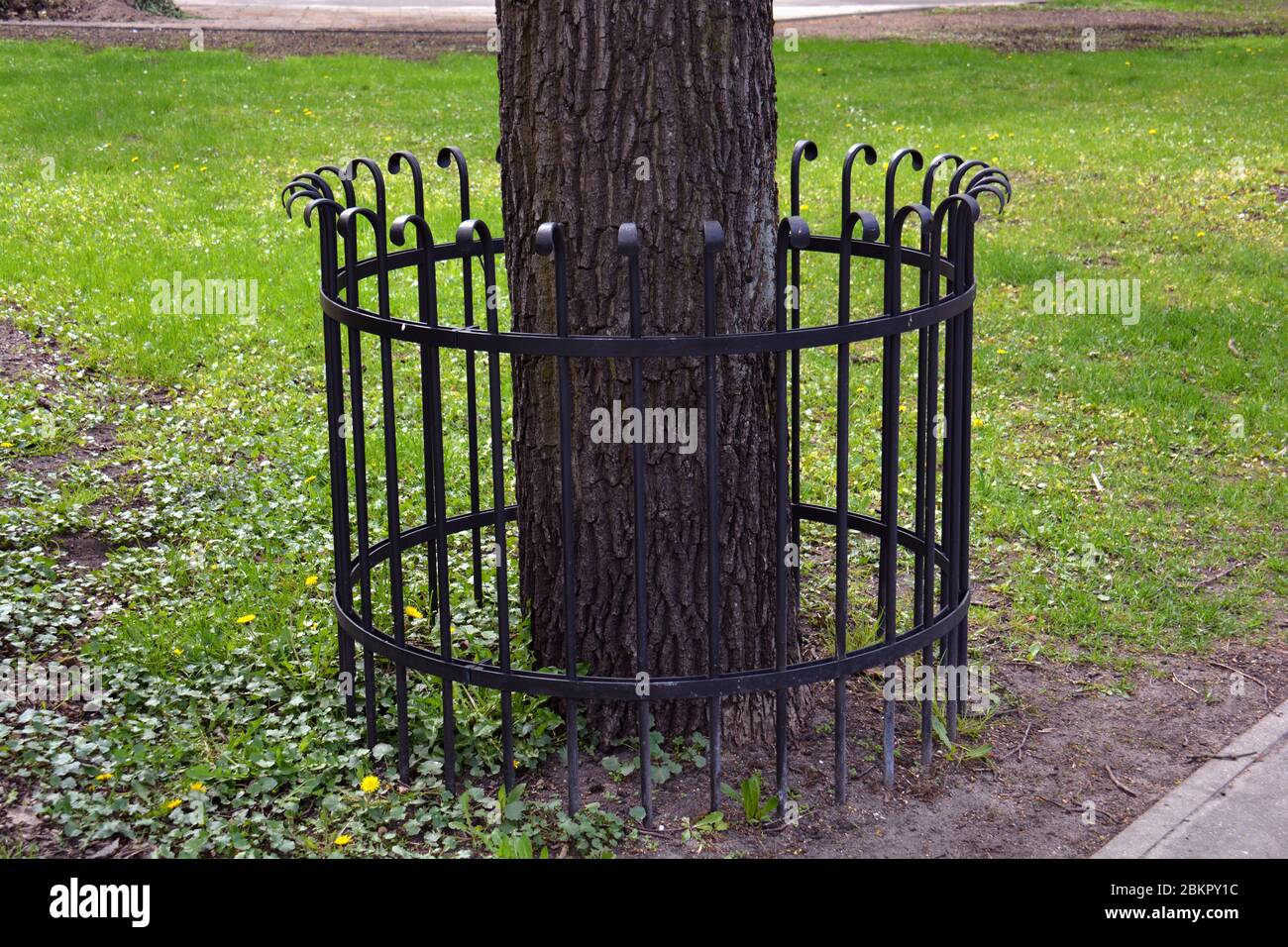 old tree trunk protected in park with metal fence Stock Photo - Alamy