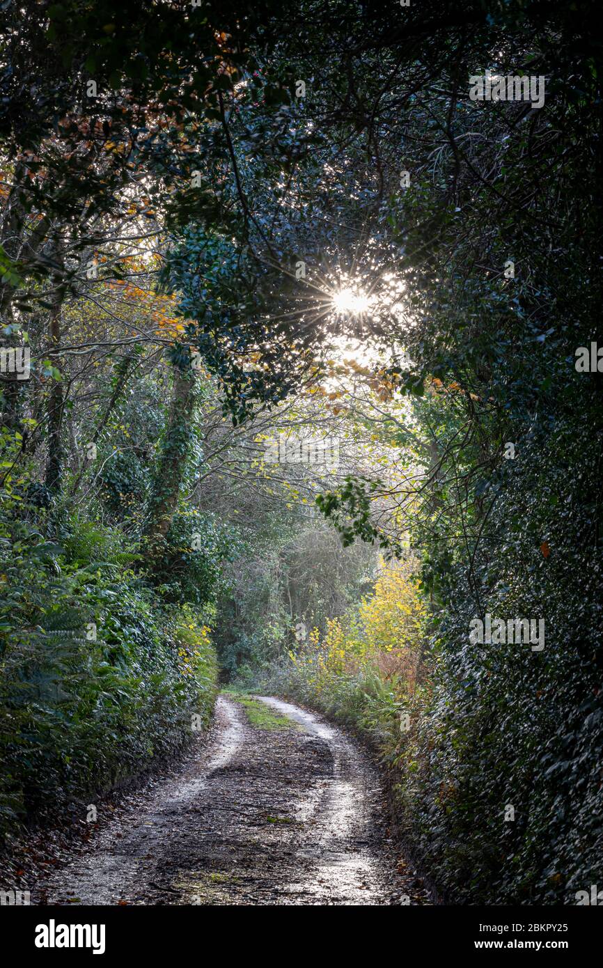 Autumnal country lane with falling leaves Stock Photo - Alamy