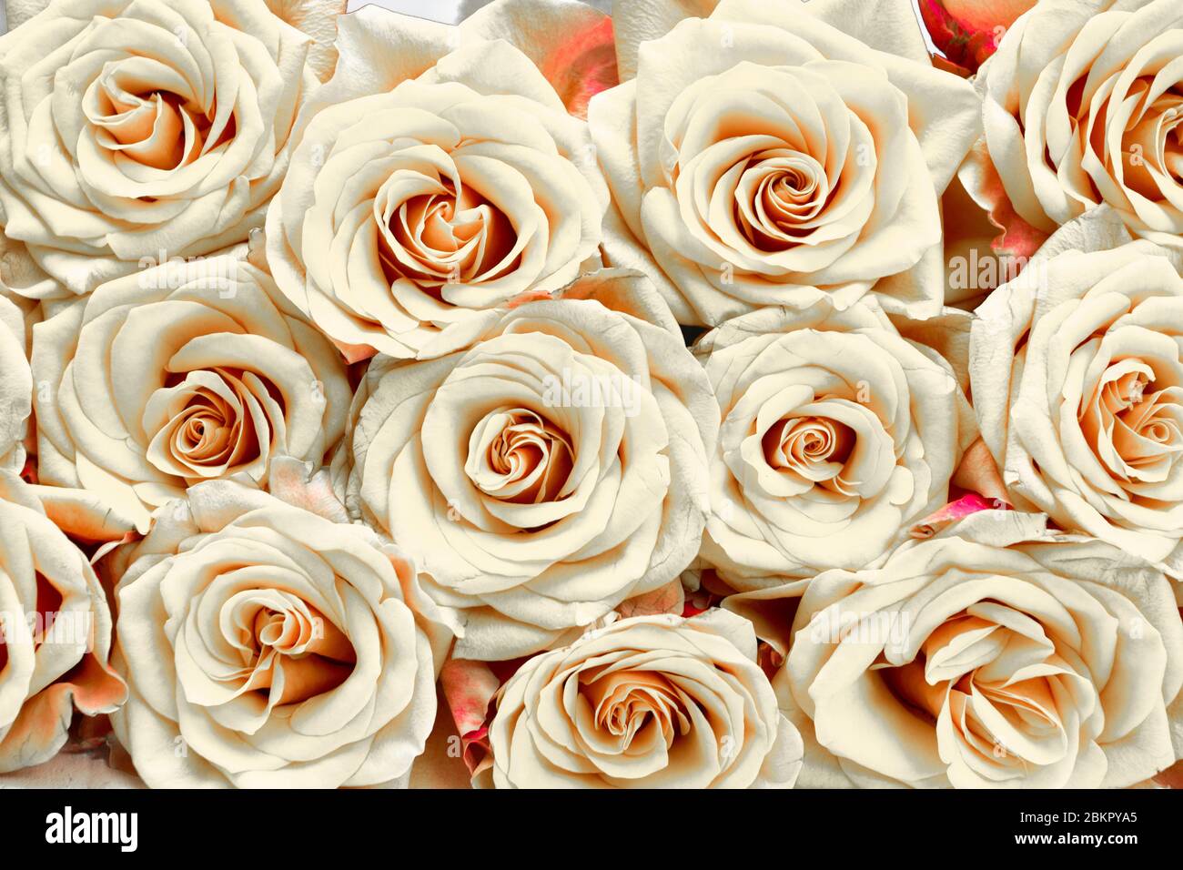 Flower background with white roses Stock Photo - Alamy