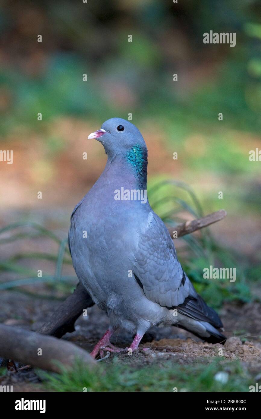 Stock Dove (Columba oenas Stock Photo - Alamy