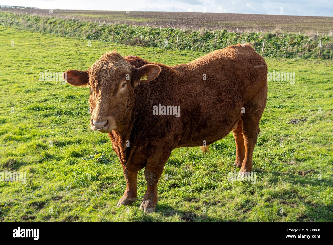 Devon Red bull in field, south Devon Stock Photo - Alamy