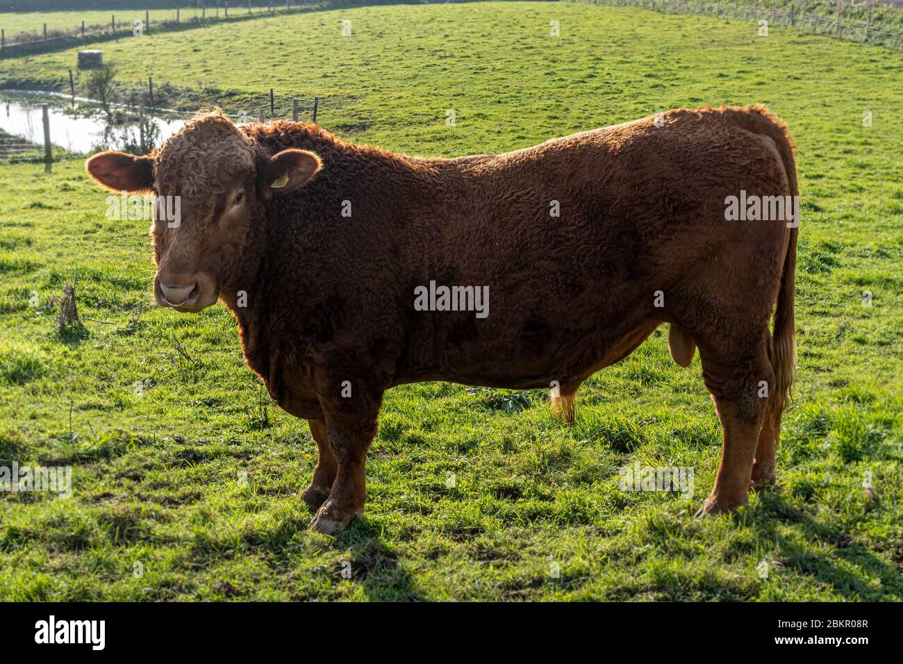 Devon Red bull in field, south Devon Stock Photo - Alamy