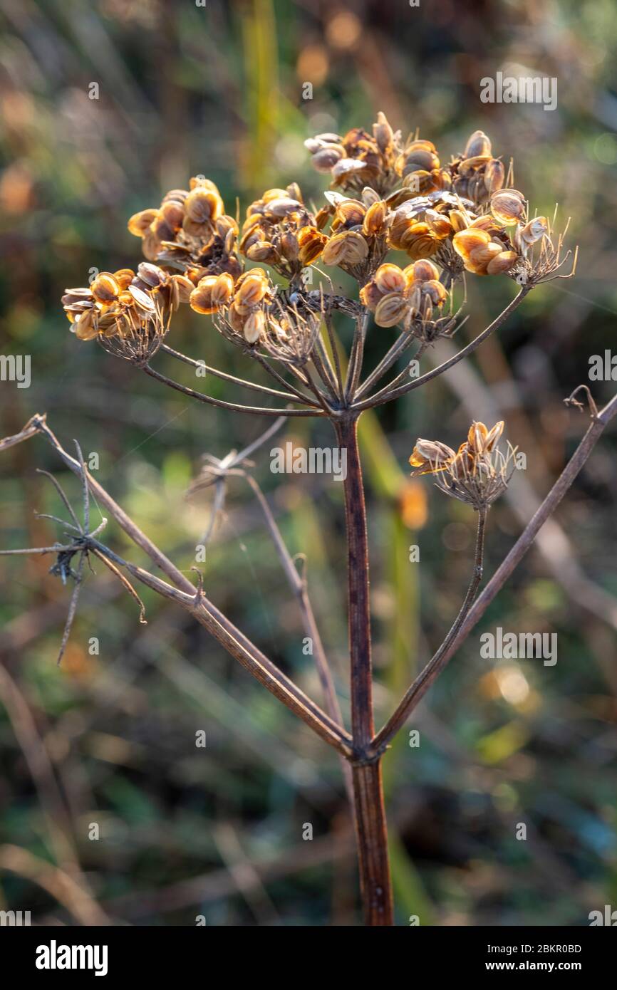 Hogweed seed heads in farmers field, Devon Stock Photo - Alamy