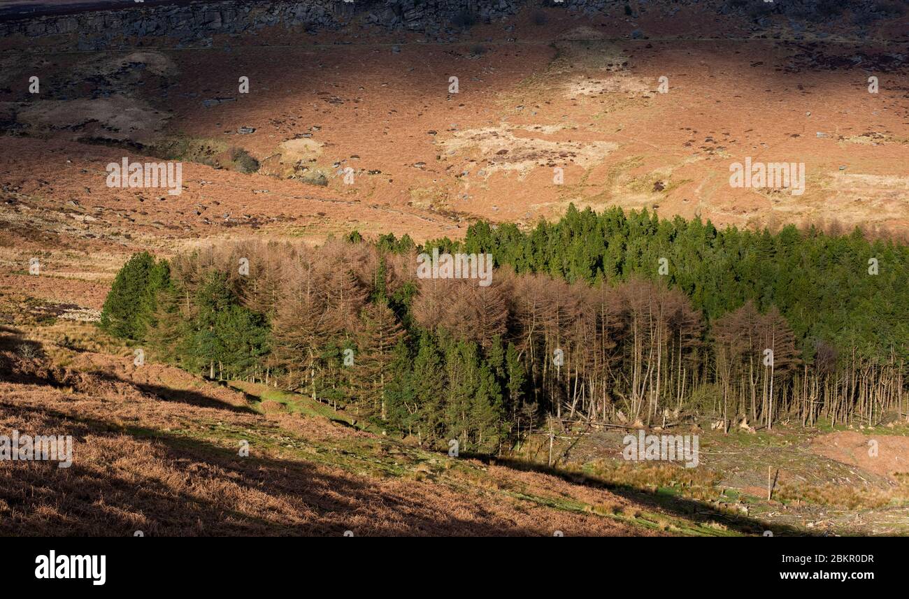 Burbage valley,Burbage moor,Peak district national park,Derbyshire ...