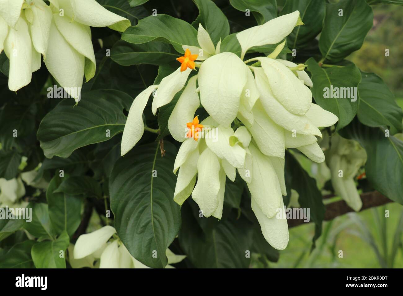 Macro of beautiful yellow Mussaenda flower. White species Mussaenda ...