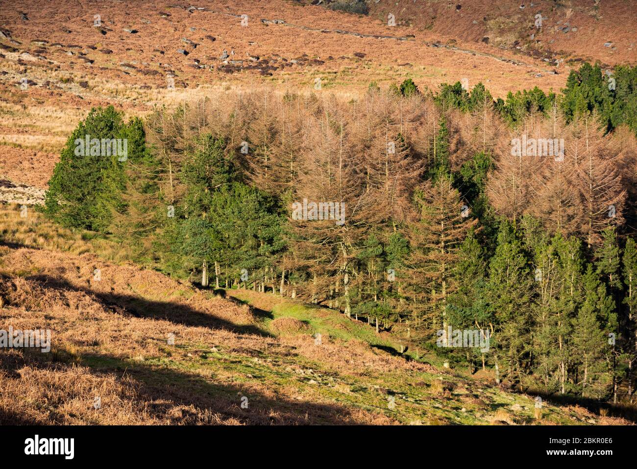 Burbage valley,Burbage moor,Peak district national park,Derbyshire ...