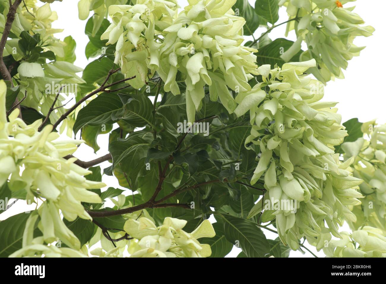 White Mussaenda flower. Beautiful tiny yellow Mussaenda philippinica ...