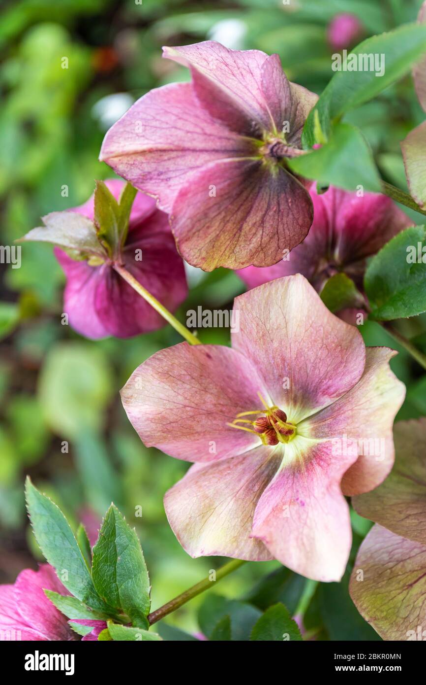 Beautiful hellebores hi-res stock photography and images - Alamy