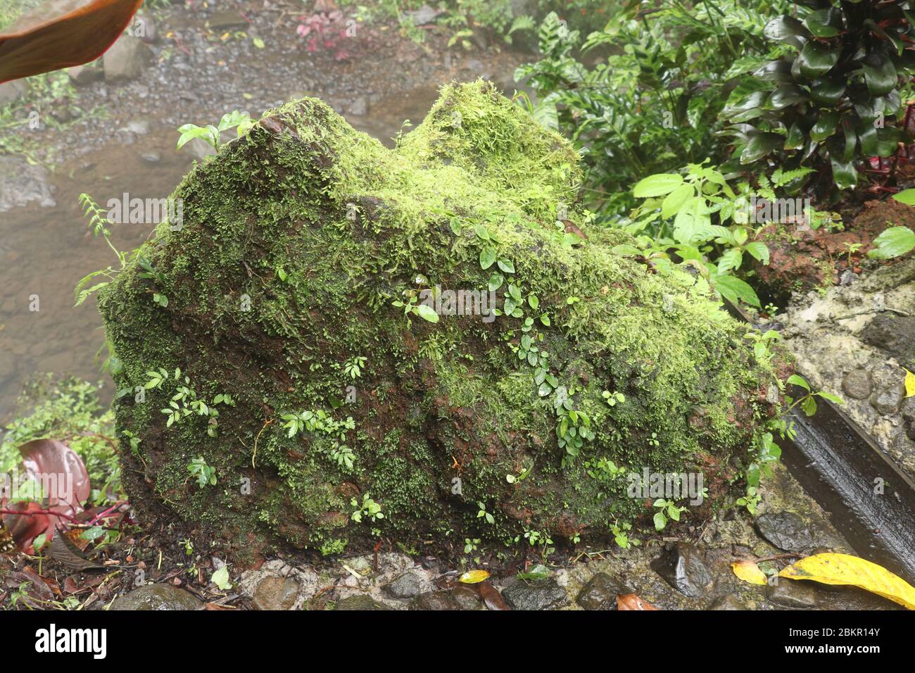 A wet boulder at Banyuwana Amerta Spray waterfall on Bali Island ...