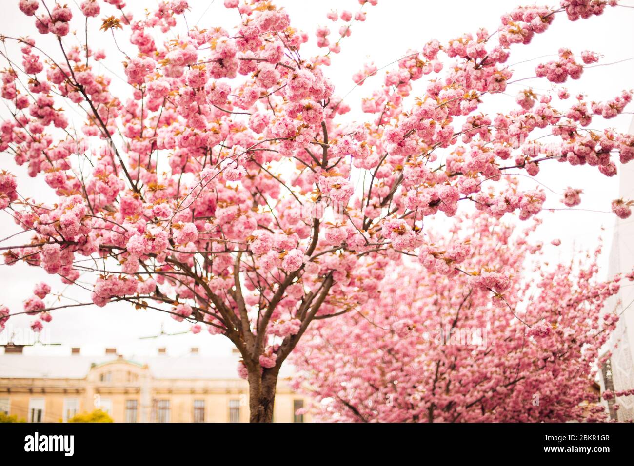 Sakura han hi-res stock photography and images - Alamy