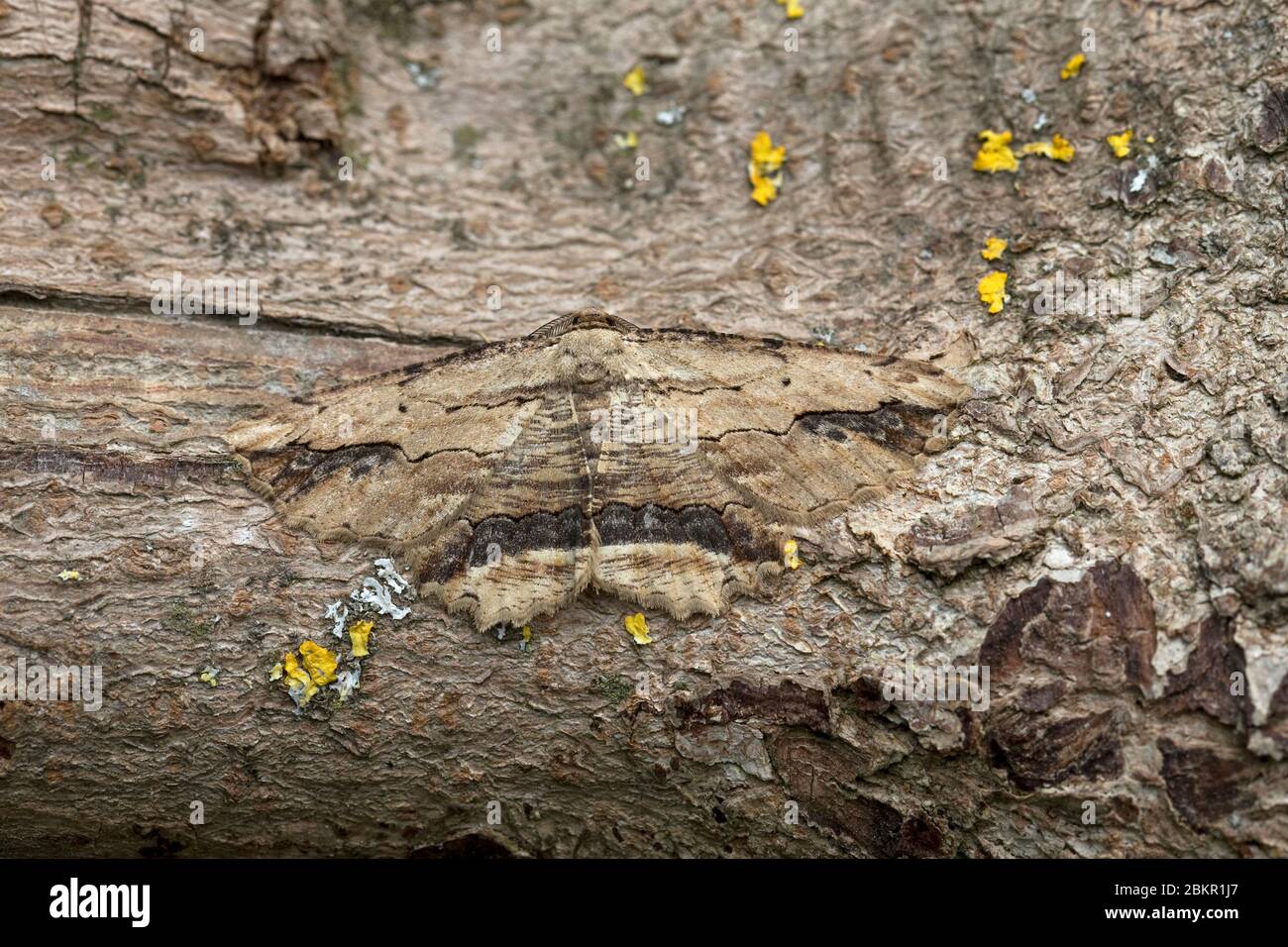 Umbers hi-res stock photography and images - Alamy