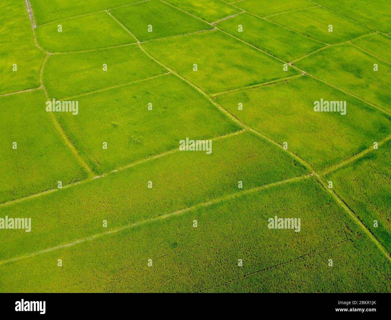 Aerial view from flying drone of Field rice with landscape green ...