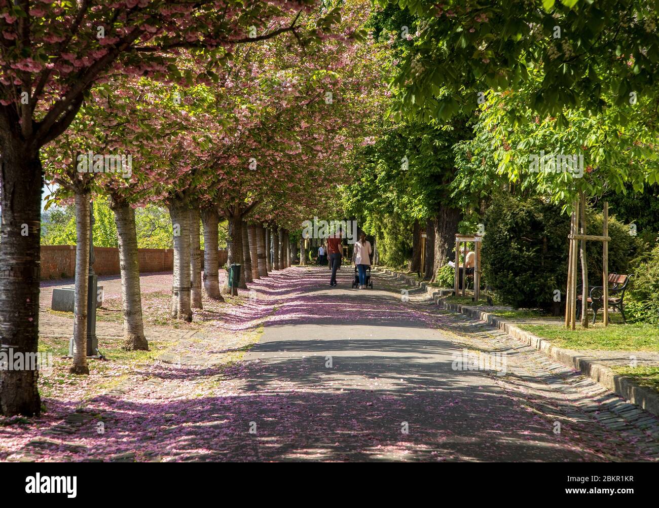 The popular Toth Arpad Promenade in Buda castle district in spring time ...