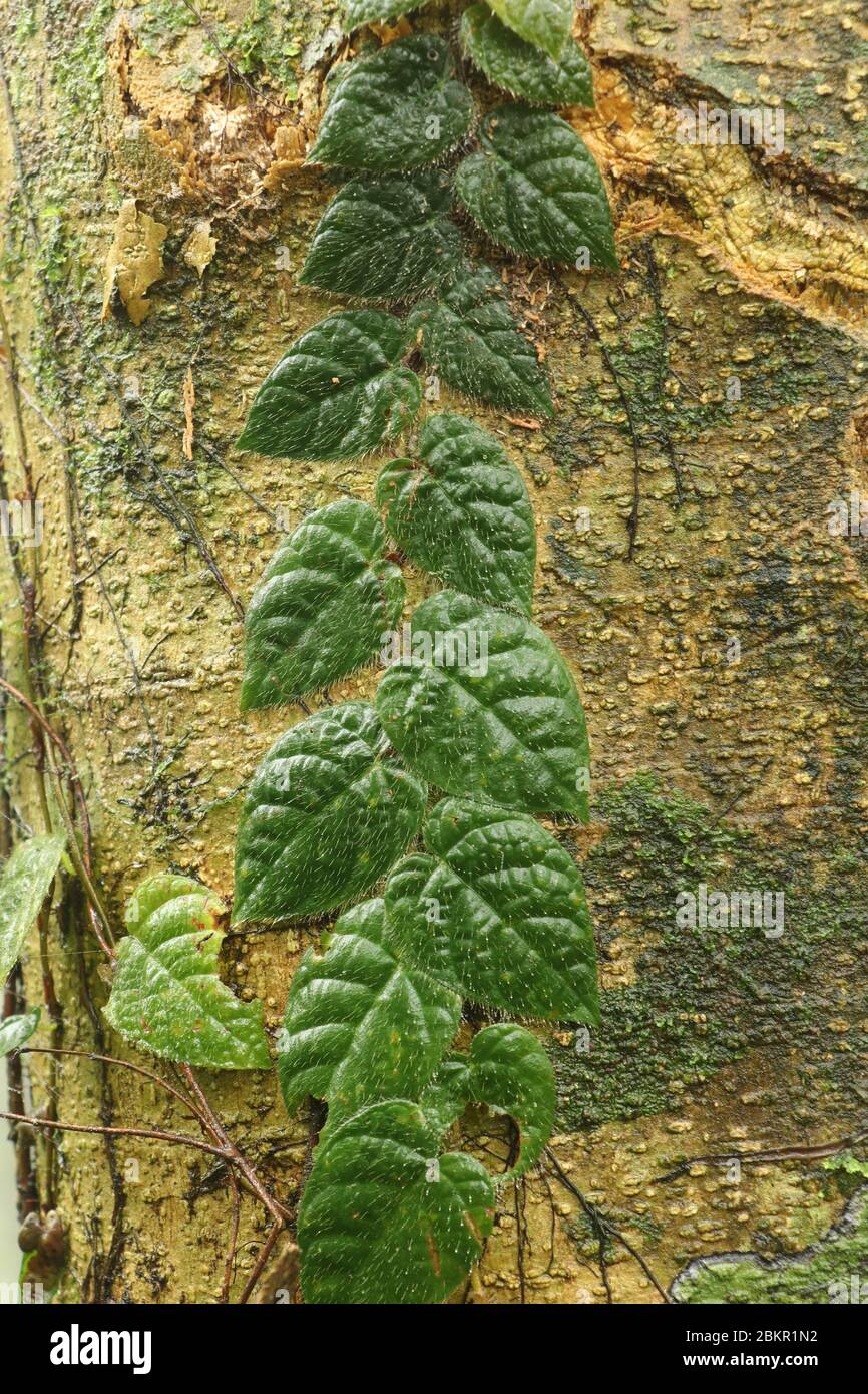 Tropical climbing creeper with dark green leaves grows trunk of a huge ...