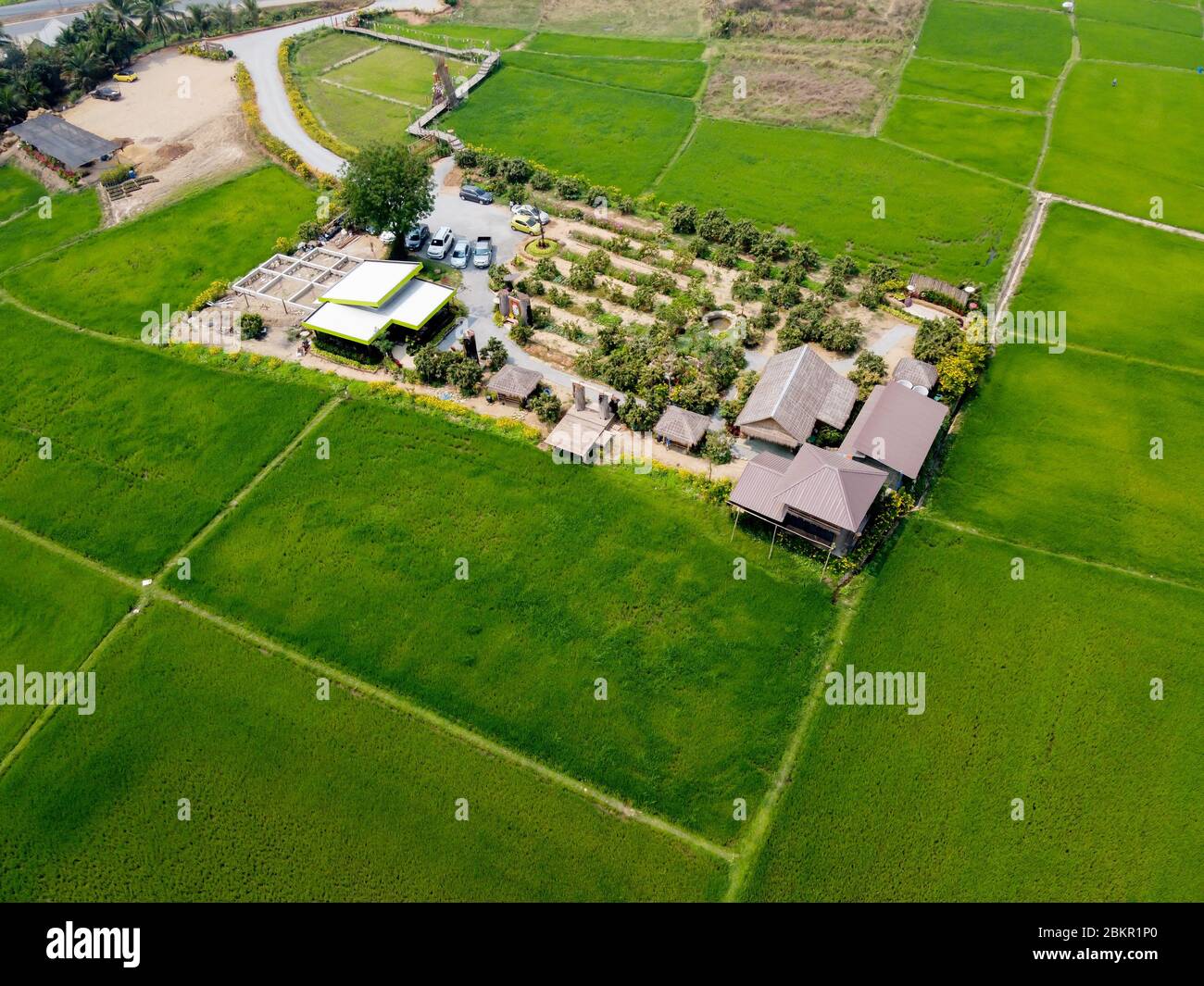 Aerial view from flying drone of Field rice with landscape green ...