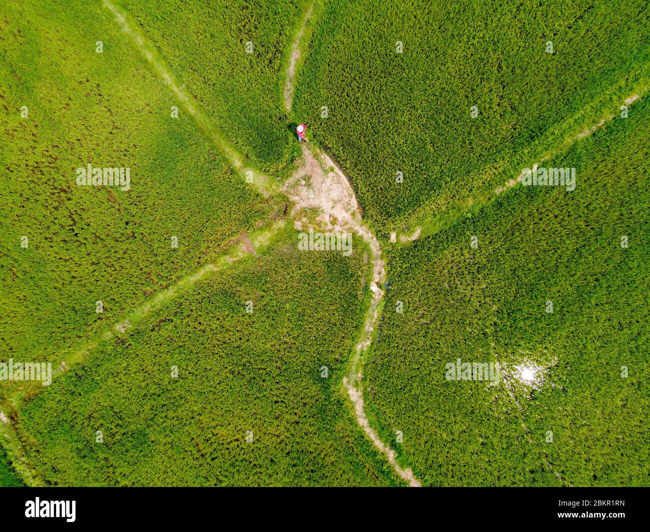 Aerial view from flying drone of Field rice with landscape green ...