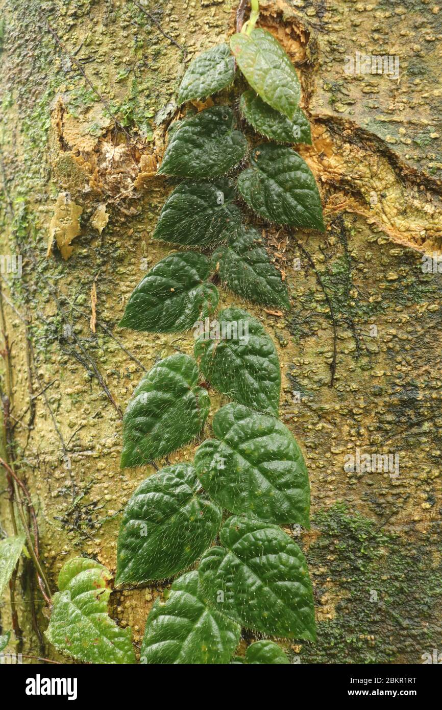 Tropical climbing creeper with dark green leaves grows trunk of a huge ...
