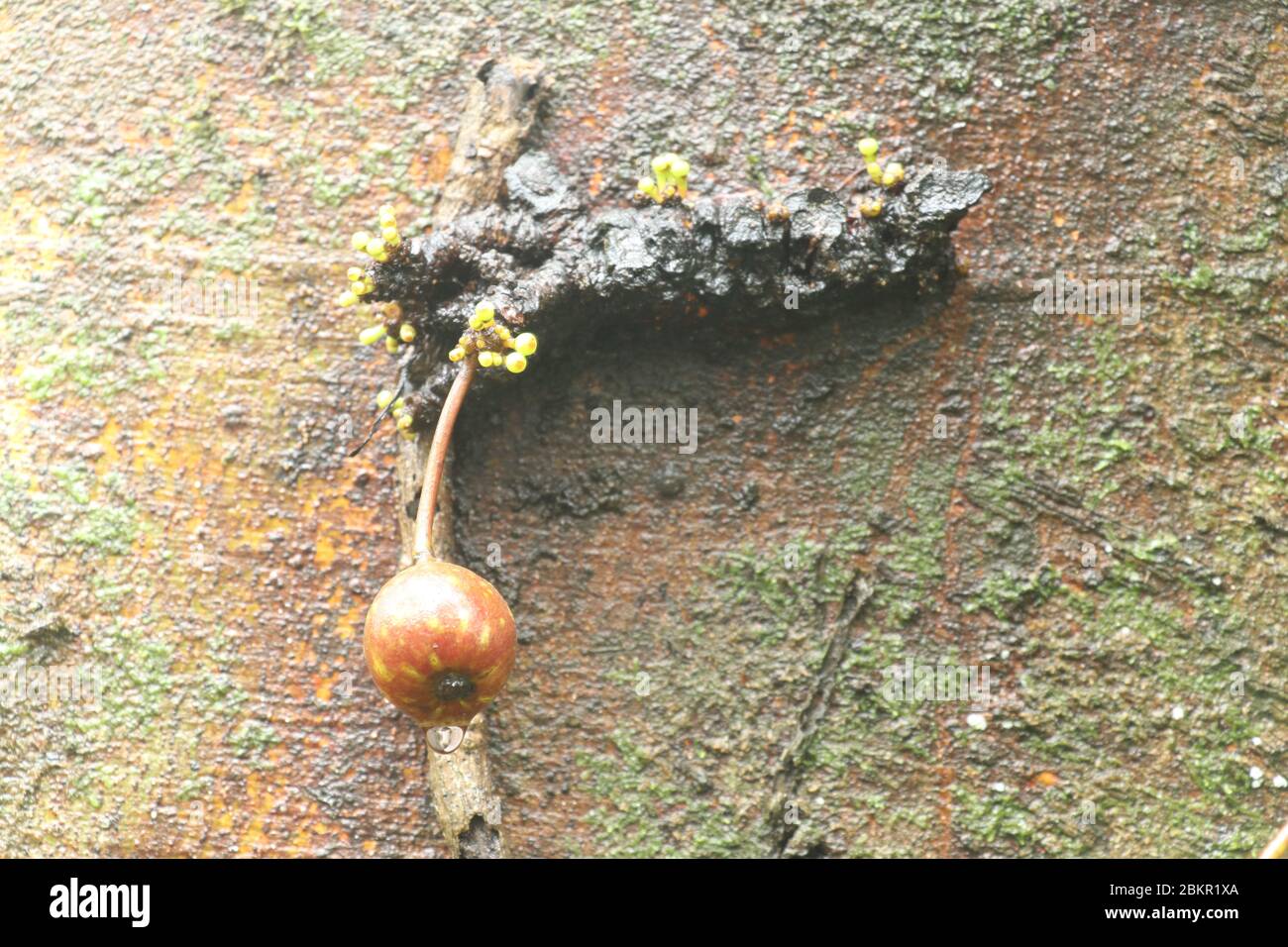 Variegated Fig fruits ripening on tree trunk. These fruits have a ...