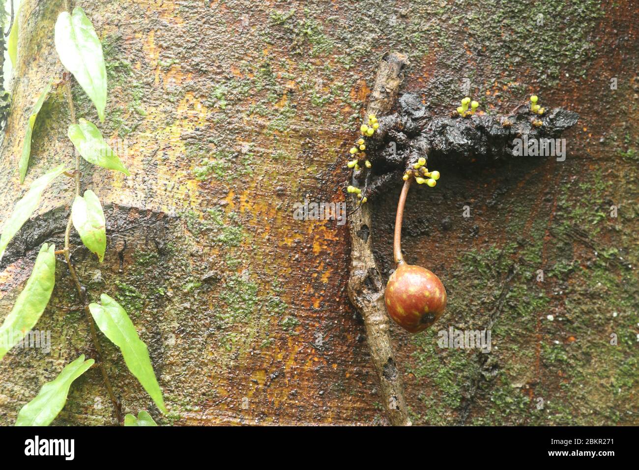 Variegated Fig fruits ripening on tree trunk. These fruits have a ...