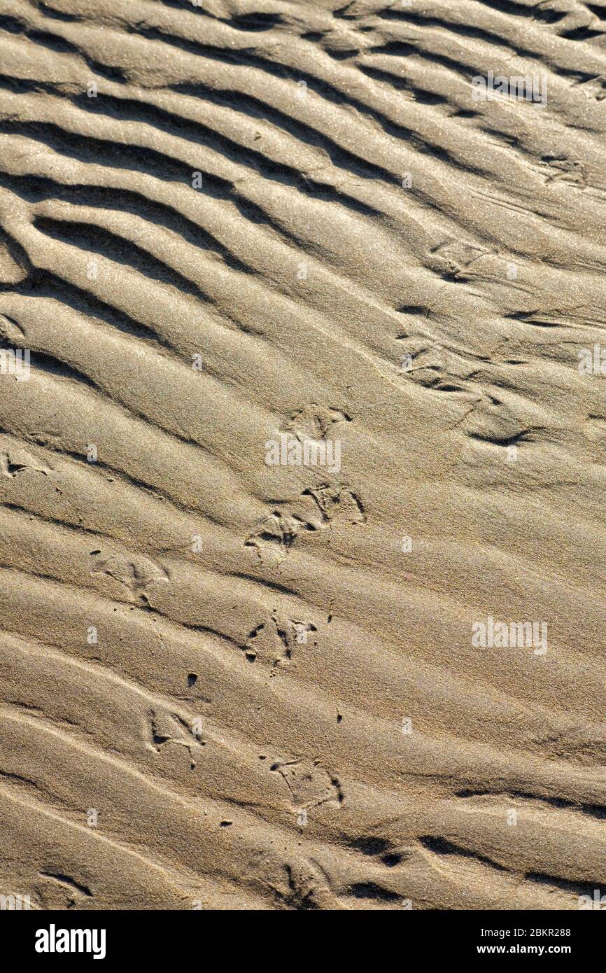 Sand Rivulets Pattern High Resolution Stock Photography and Images - Alamy