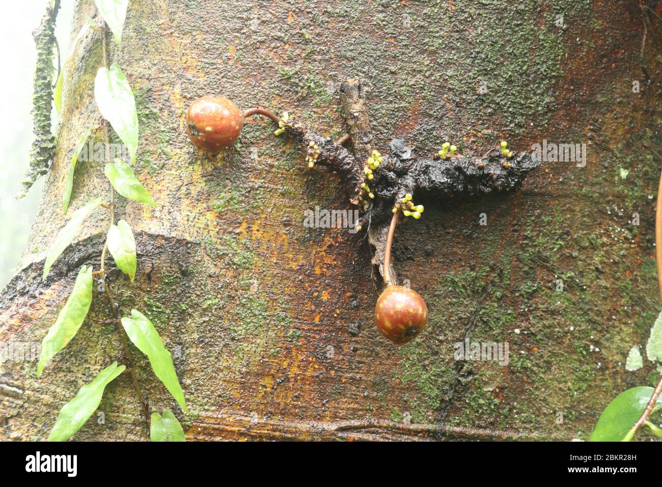 Variegated Fig fruits ripening on tree trunk. These fruits have a ...