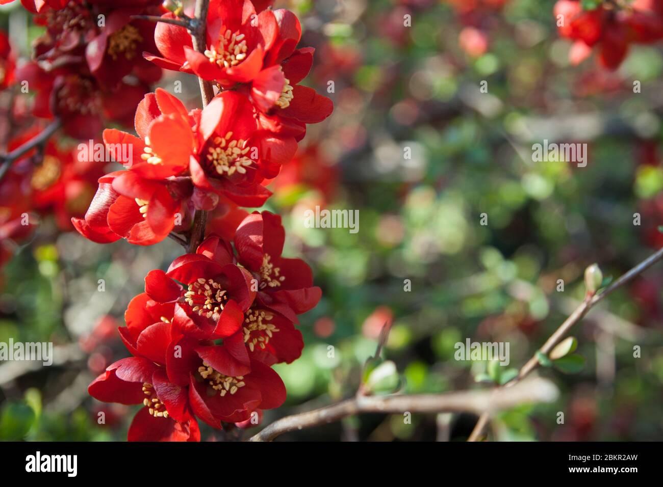 Japanese quince blossoms flowering quince shrub flower hi-res stock ...