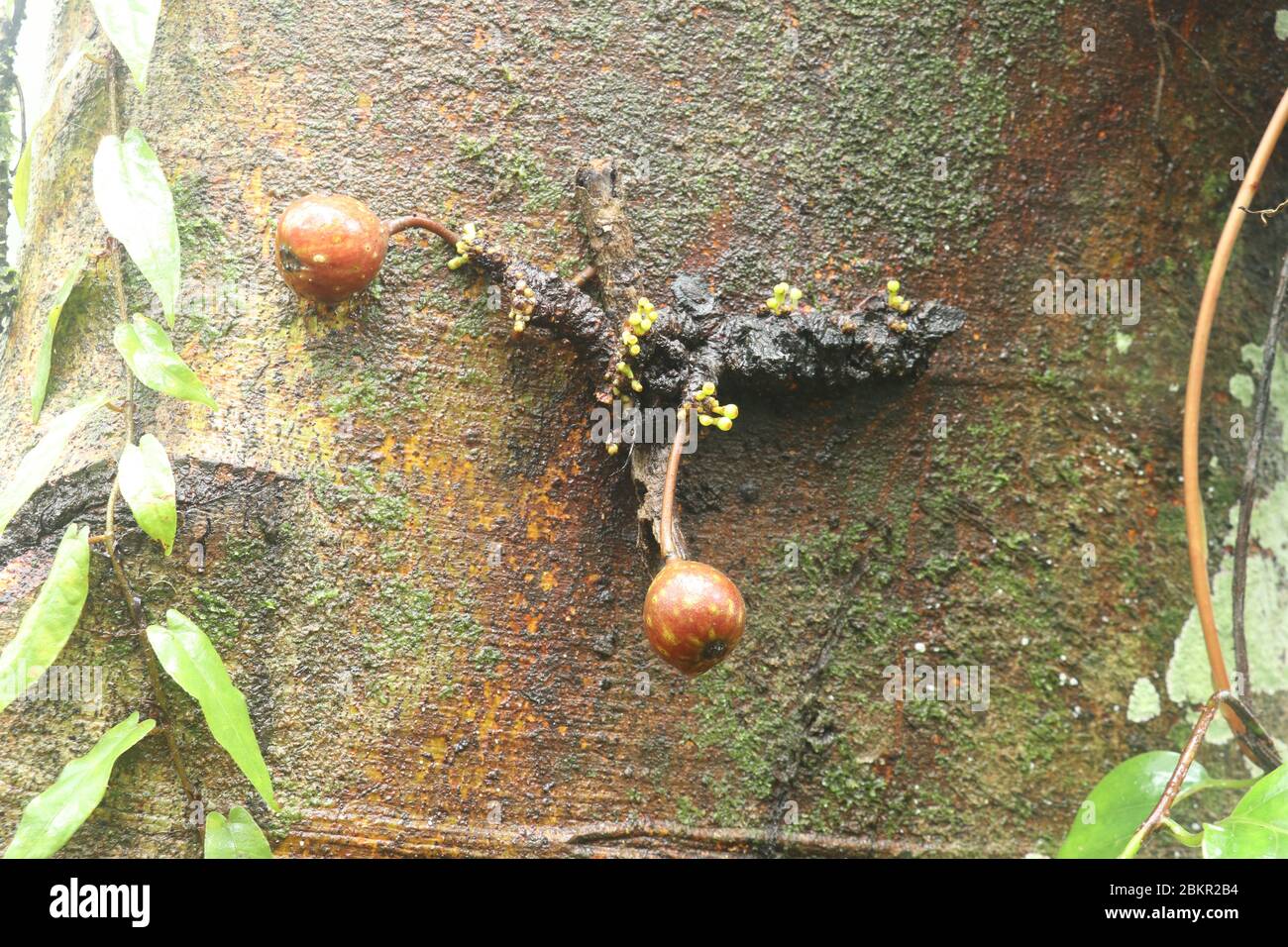 Variegated Fig fruits ripening on tree trunk. These fruits have a ...