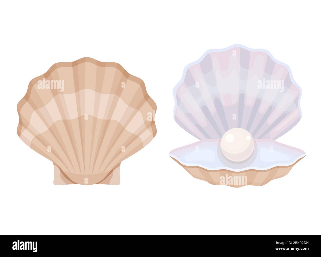 Pearl in an open oyster. Open and closed shell with a white pearl Stock ...