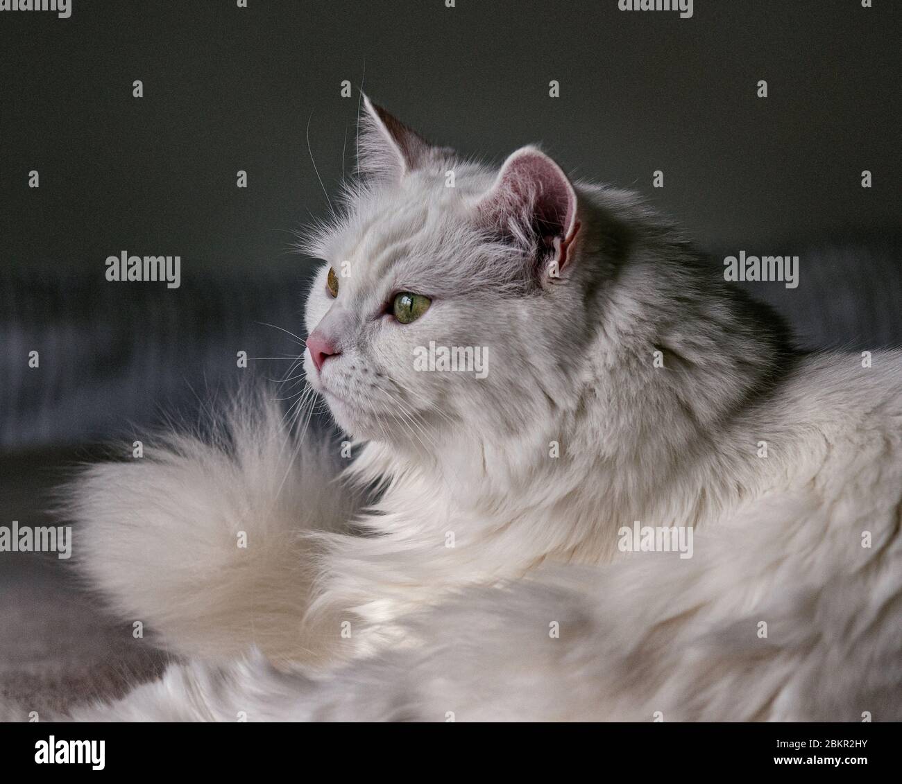 Fluffy tail hi-res stock photography and images - Alamy