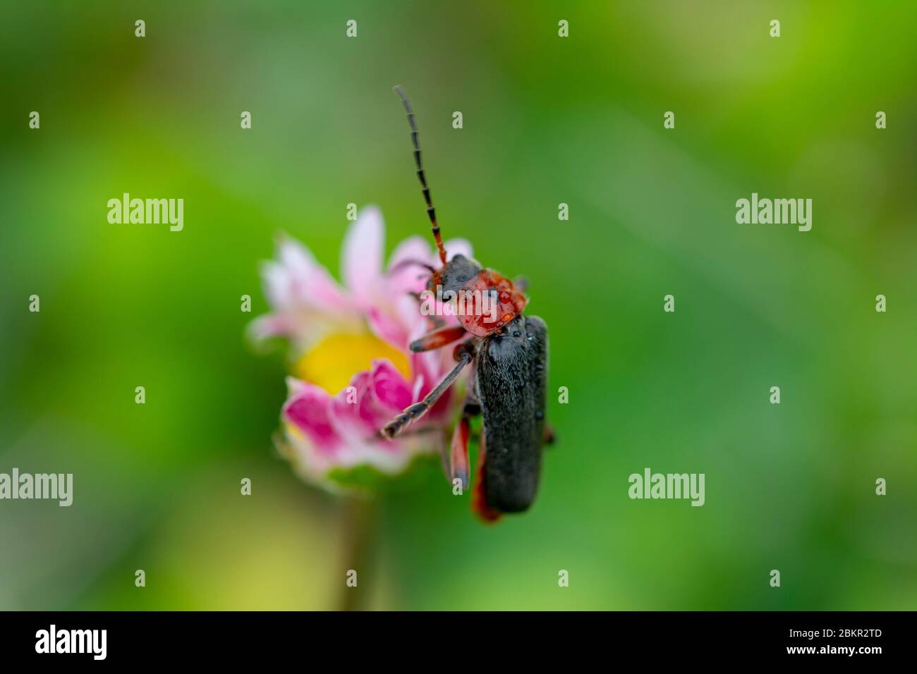 Cardinal beetle and grass hi-res stock photography and images - Alamy