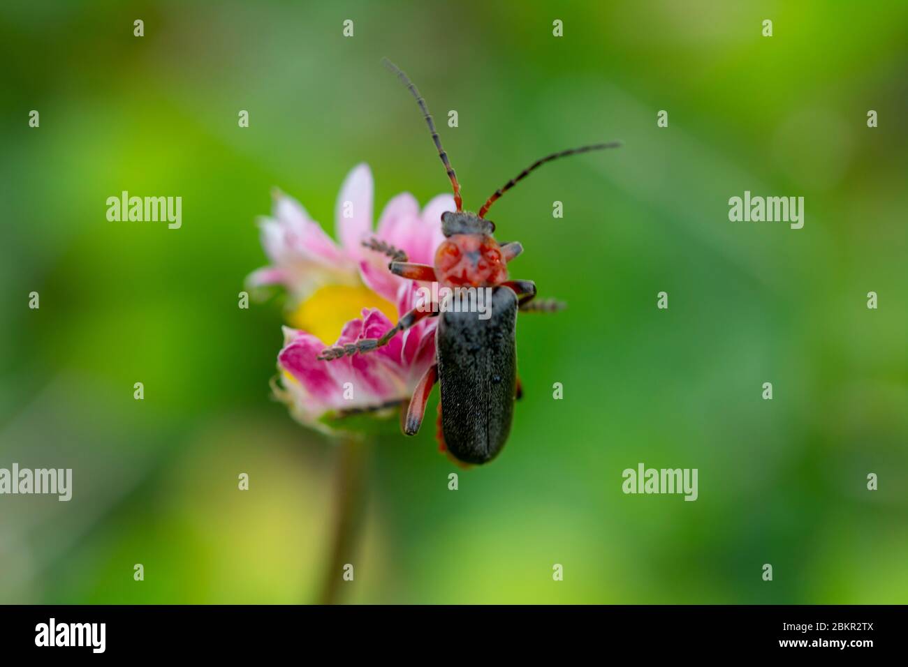 Cardinal beetle and grass hi-res stock photography and images - Alamy