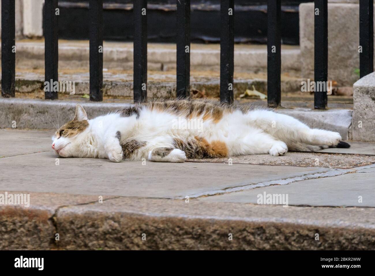Larry the cat, Downing Street resident feline and chief mouser, rolls ...
