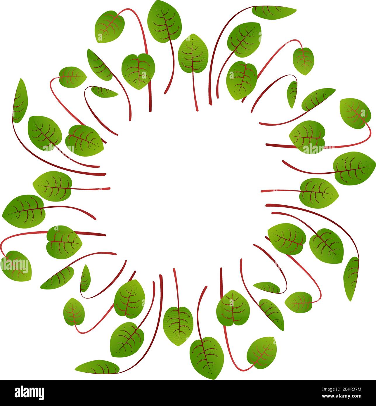 Microgreens Sorrel. Arranged in a circle. Vitamin supplement, vegan ...