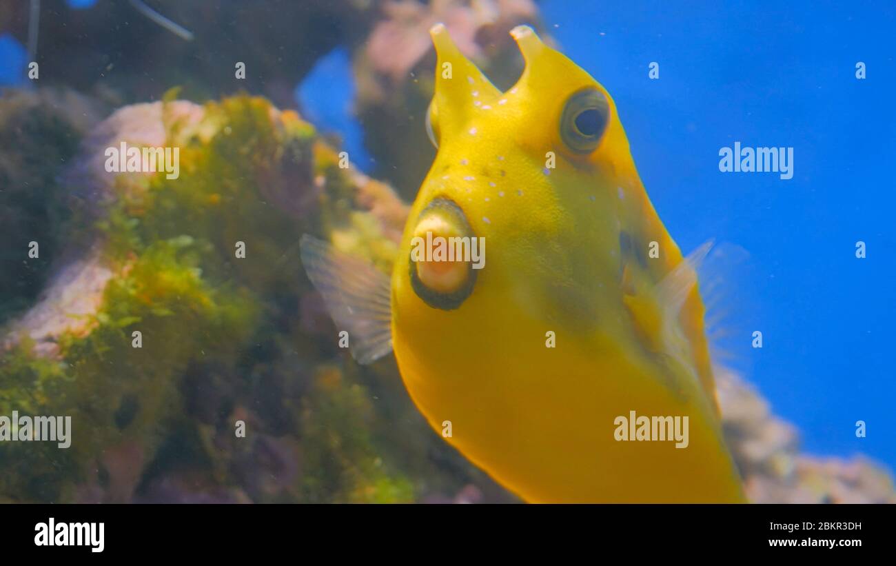 Funny goldfish hi-res stock photography and images - Alamy