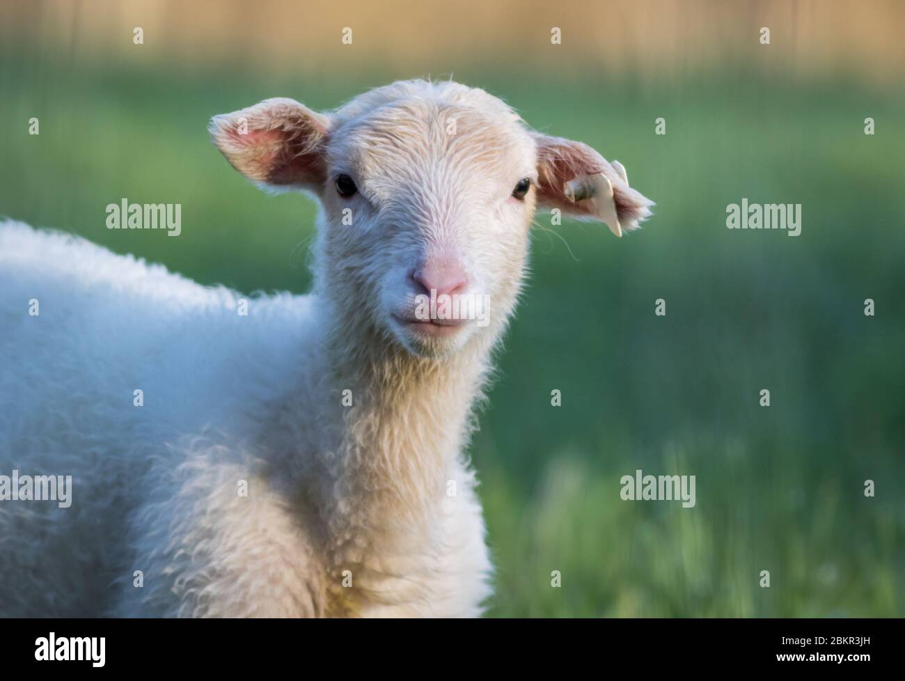 Small adorable young white lamb in green grass at dawn soft light on ...
