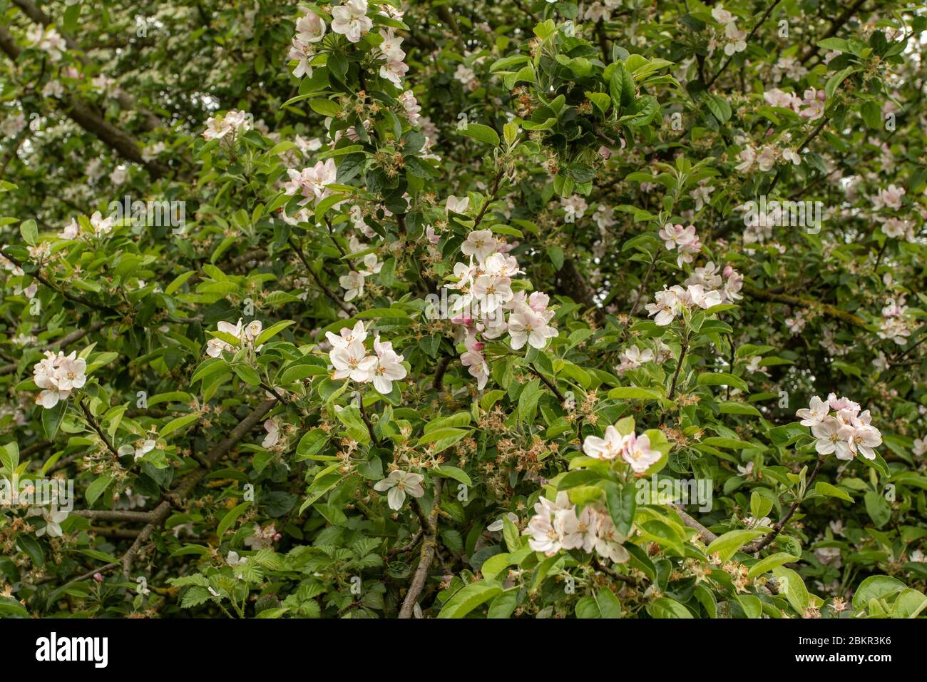 Nature's apple blossom flowers in the English spring sunshine, United ...