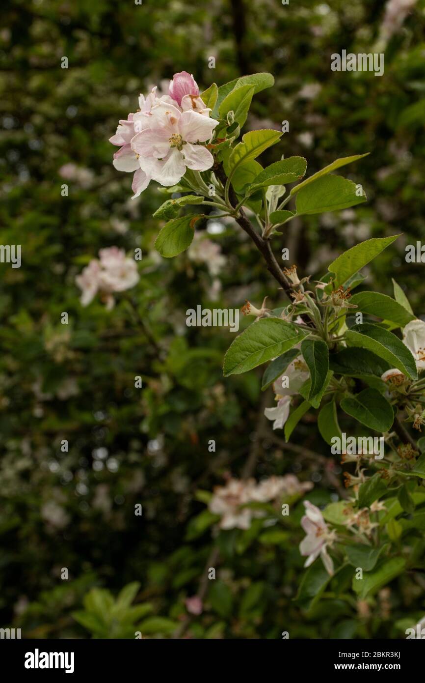 Nature's apple blossom flowers in the English spring sunshine, United ...