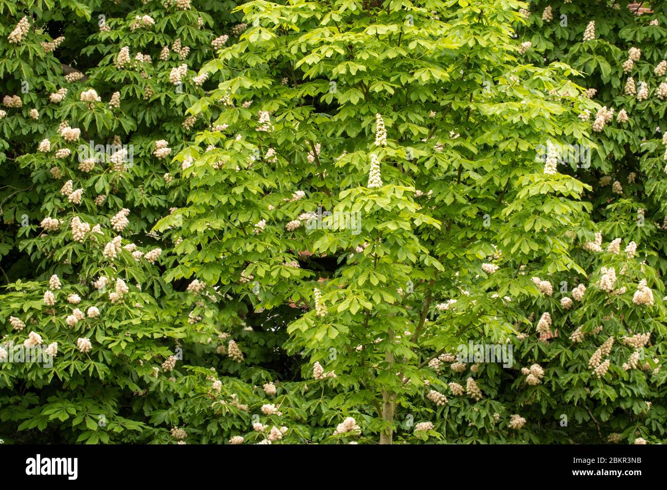 Horse chestnut tree (Aesculus hippocastanum) flowering in spring in the ...