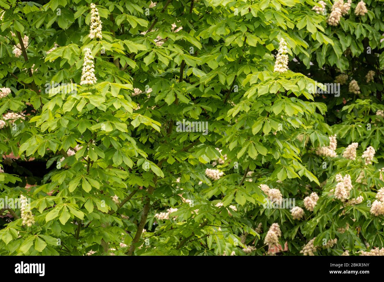 Horse chestnut tree (Aesculus hippocastanum) flowering in spring in the ...